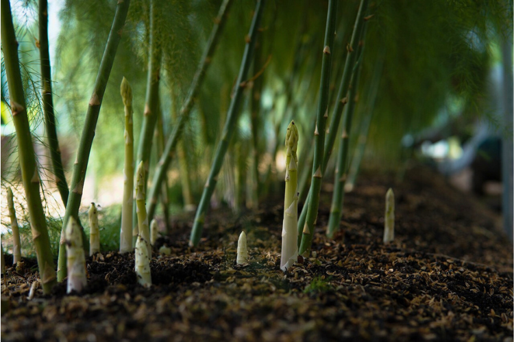 How to Plant Asparagus Crowns: A Comprehensive Guide – Hand Picked Nursery