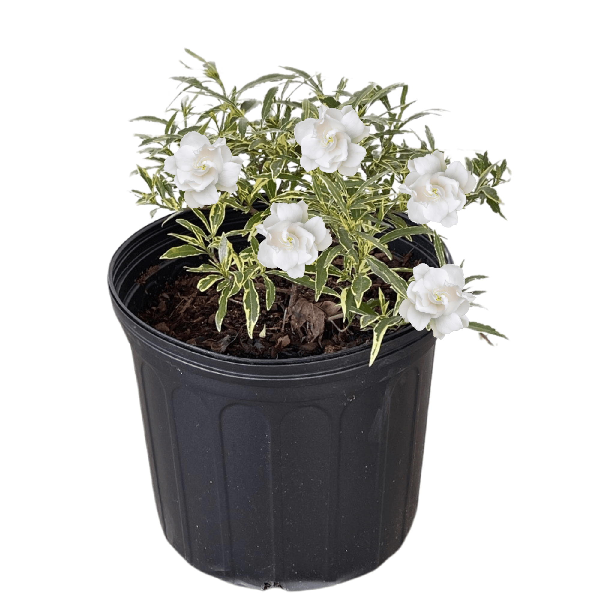 Gardenia Jasminoides Variegata
