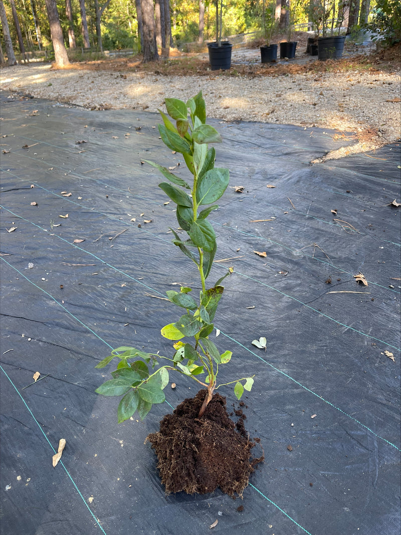 Duke Blueberry Plant (3-Year-Old Bare Root) | Early-Season, High-Yield ...