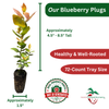 Blueray Blueberry Plants (4 Plugs) | Hand Picked Nursery
