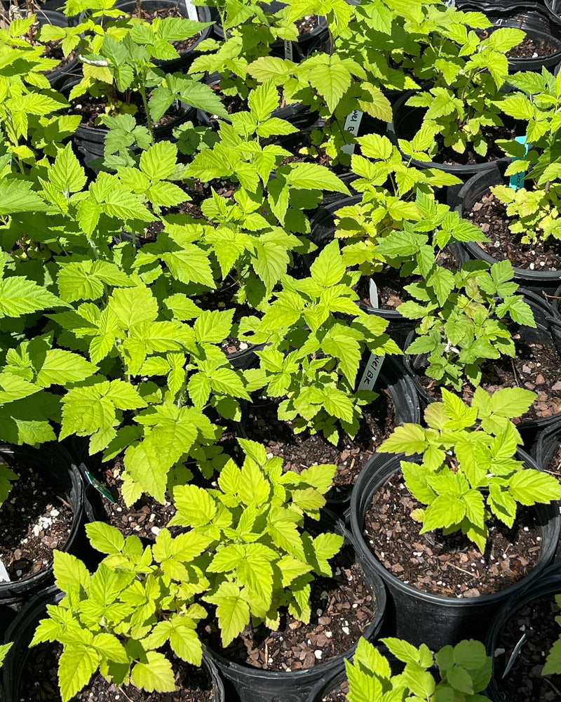 Jewel Black Raspberry Plant | Non-GMO Bare Root Plug | Early-Season Sw ...