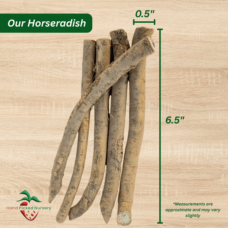 Big Top Horseradish Root Plant | Spicy High-Yield Root, Hardy Perennia ...