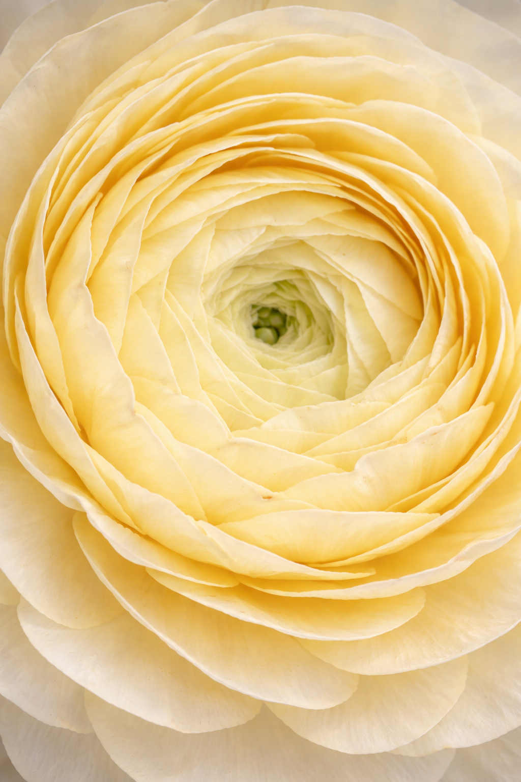 Ranunculus Aviv Yellow Bulbs – Spring Flowers for Garden & Cutting – H ...