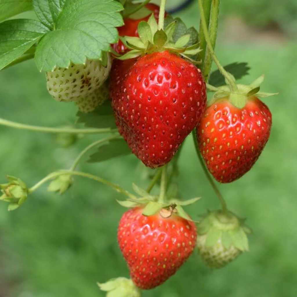 Bare Root Strawberry Plants | High-Yield, Sweet & Hardy Varieties ...