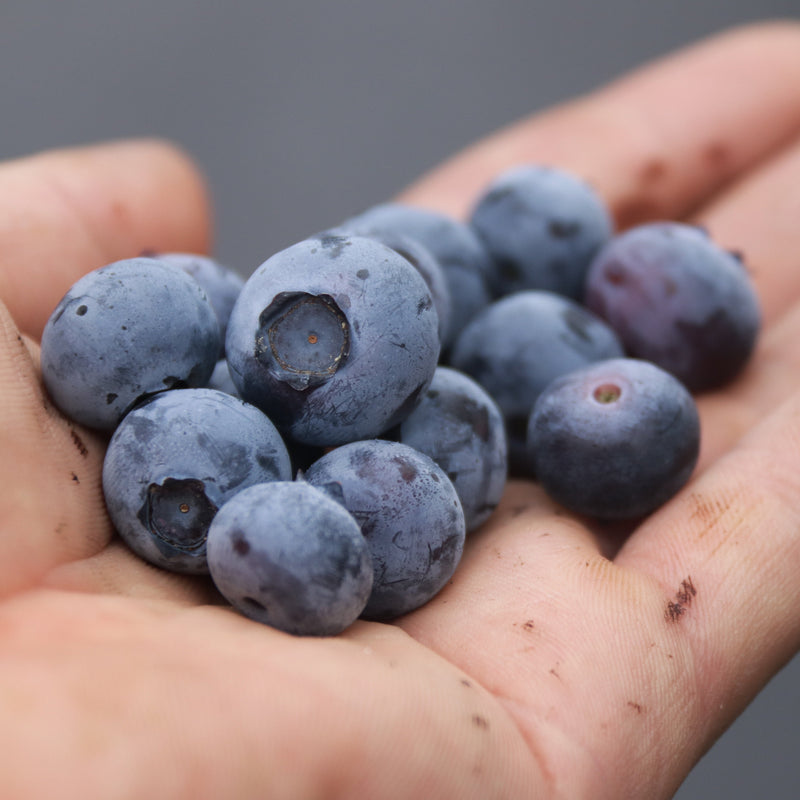 Reka Blueberry Plant (1 Liter Pot) | Early-Season Northern Highbush ...