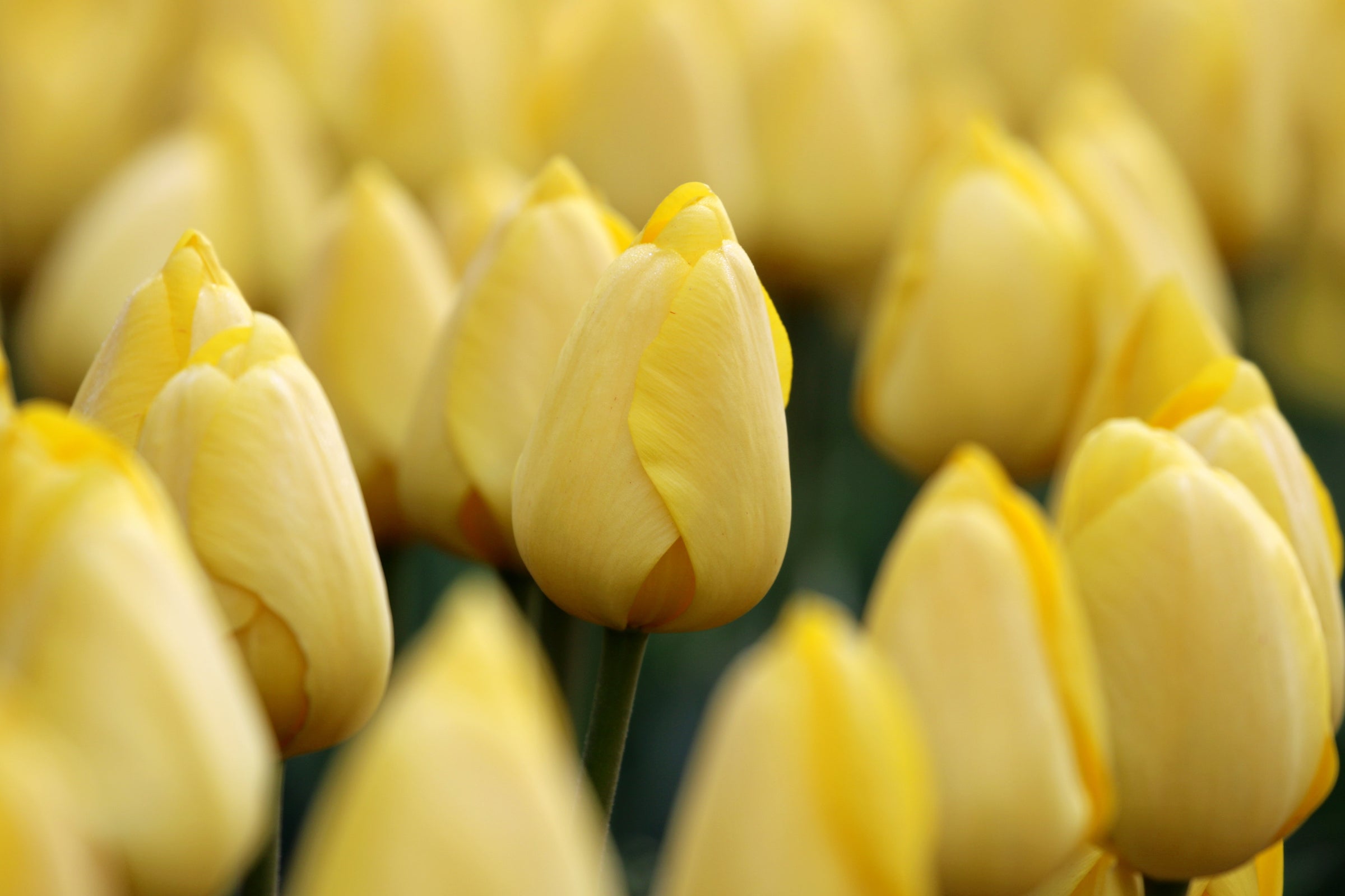 Tulip Single Hybrid ‘Golden Parade’ | Premium 12/+ cm Bulbs | Free Fer ...