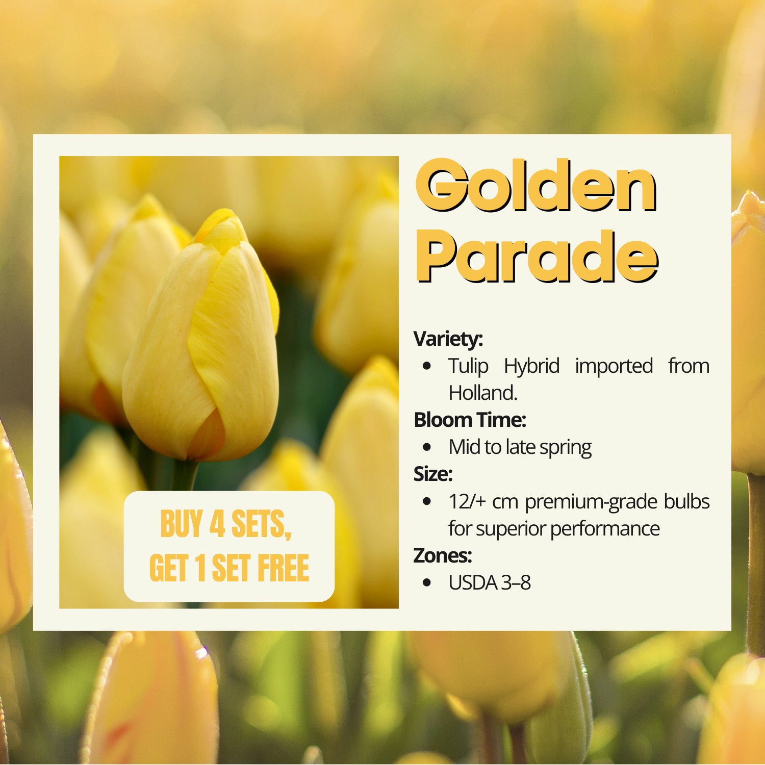 Tulip Single Hybrid ‘Golden Parade’ | Premium 12/+ cm Bulbs | Free Fer ...
