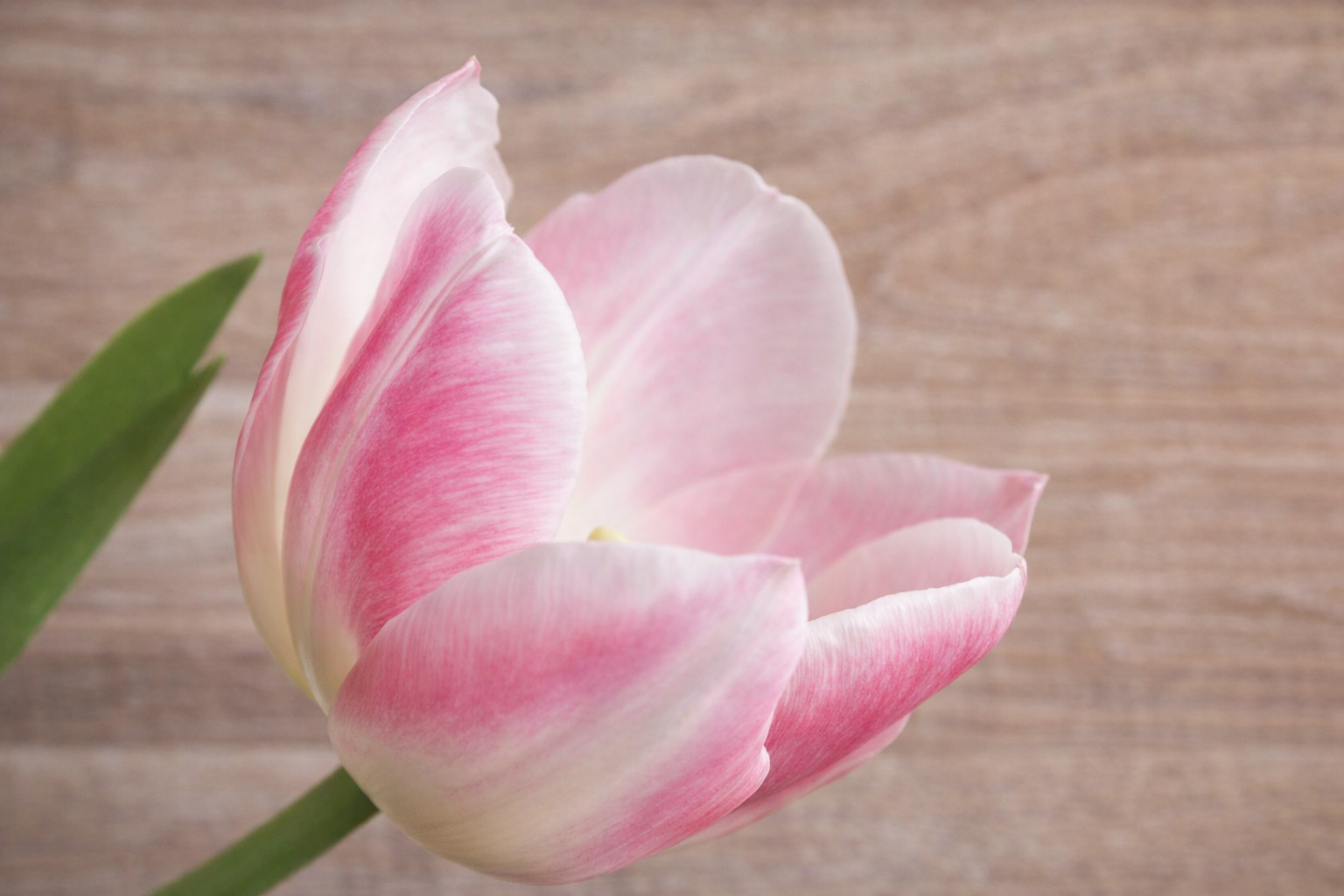 Tulip Single Late (French) ‘Mata Hari’ | Premium 12/+ cm Bulbs | Free ...